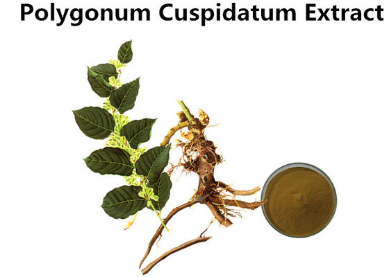50% Trans - Resveratrol Natural Plant Extracts Polygonum Cuspidatum Extract Powder