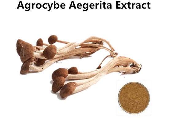 Organic Agrocybe Mushroom Extract Powder Anti - Aging, Medicinal Mushroom Extract Powder Cancer Treatment