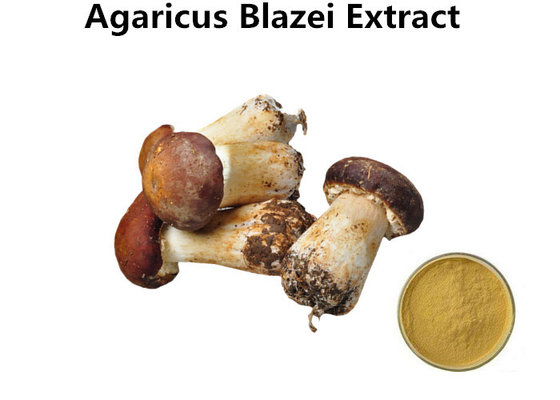 Agaricus Blazei Extract Promoting Hematopoiesis , Ji / Pine Medicinal Mushroom Powder