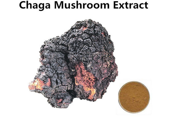 Chaga Mushroom Polysaccharides Extract  30% Polysaccharides Anti - Tumor Regulating Hormones