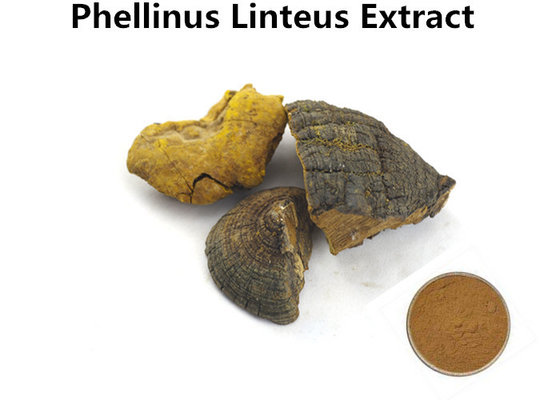 Medical Phellinus Linteus Mushroom Extract , Pharmaceutical Natural Botanical Extracts