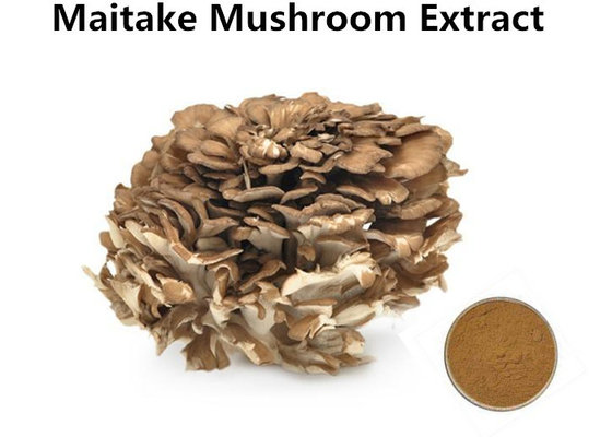 Improving Immunity Maitake Mushroom Extract , 30% Polysaccharides Maitake Mushroom Powder
