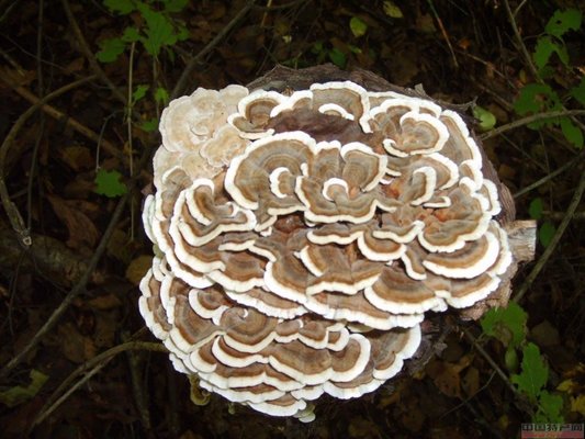 Coriolus Versicolor Extract Mushroom Polysaccharides Transforming Phlegm Customized