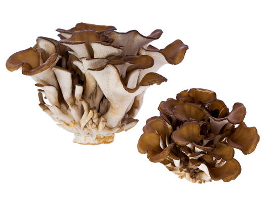 Improving Immunity Maitake Mushroom Extract , 30% Polysaccharides Maitake Mushroom Powder