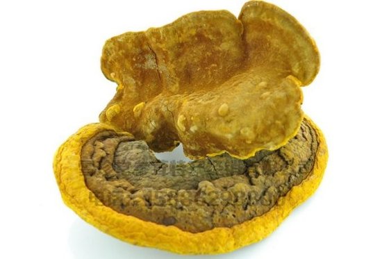 Medical Phellinus Linteus Mushroom Extract , Pharmaceutical Natural Botanical Extracts