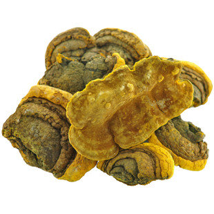 Medical Phellinus Linteus Mushroom Extract , Pharmaceutical Natural Botanical Extracts