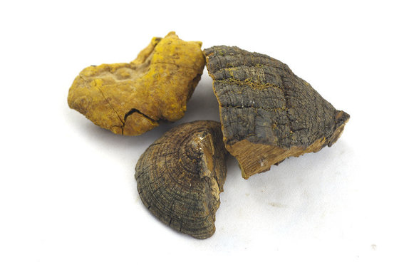 Medical Phellinus Linteus Mushroom Extract , Pharmaceutical Natural Botanical Extracts