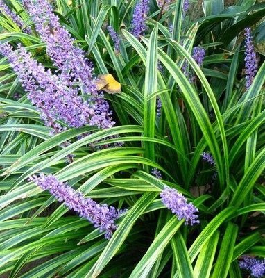UV Anti - Fatigue Plant Polysaccharides Powder Ophiopogon Japonicus Root Extract