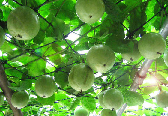 4% Flavonoids Passion Flower Extract For Anxiety UV Treating Insomnia