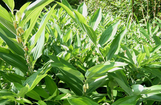 Sun Grass Plant Polysaccharides Polygonatum Extract UV Curing Tuberculosis