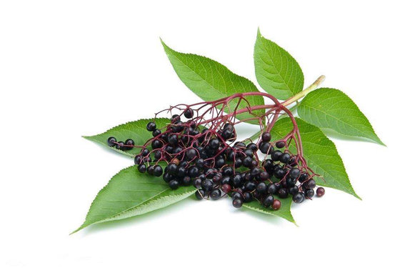 Elderberry Fruit Anthocyanin Extract Powder 25% Anthocyanins UV Diuretic And Stop Bleeding