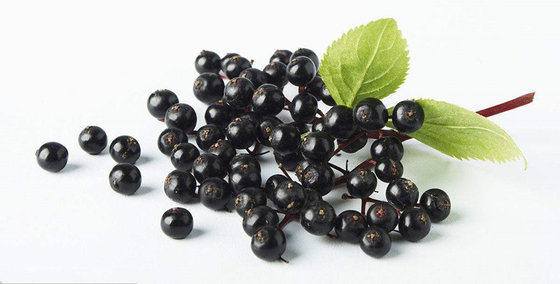 Elderberry Fruit Anthocyanin Extract Powder 25% Anthocyanins UV Diuretic And Stop Bleeding