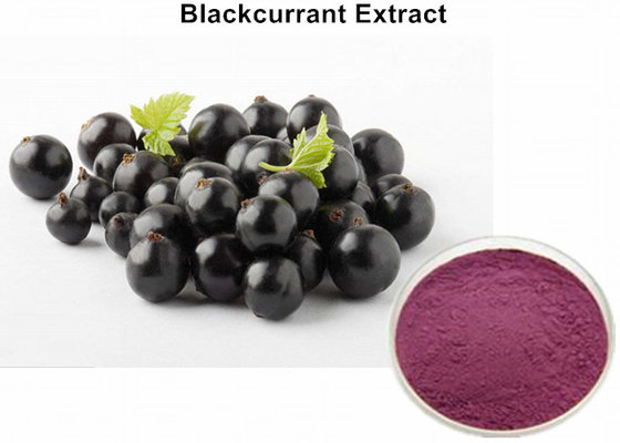 Natural Blackcurrant  Anthocyanin Extract Powder UV Improving Immunity Non - GMO