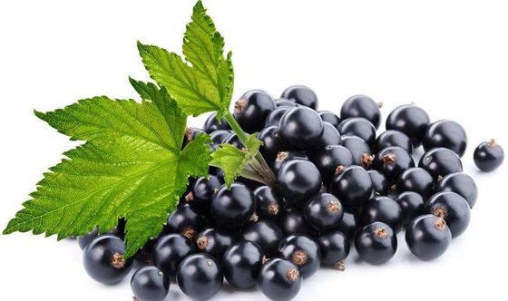 Natural Blackcurrant  Anthocyanin Extract Powder UV Improving Immunity Non - GMO