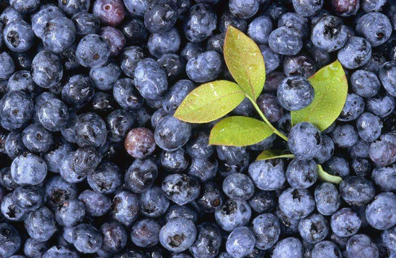 Anti - Oxidant Anthocyanin Extract Powder Deep Purple Protecting Eyesight