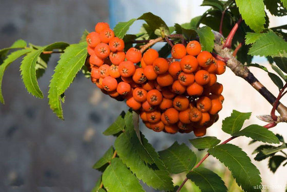 Black Chokeberry Extract Powder, Aronia Berry Extract Lowering Blood Sugar