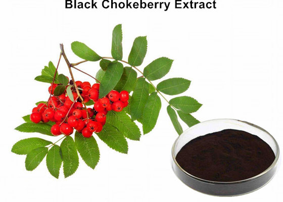 Black Chokeberry Extract Powder, Aronia Berry Extract Lowering Blood Sugar