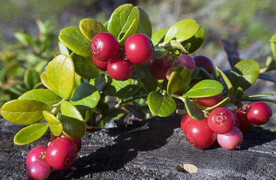 Cranberry Standardized Extract For Uti , Cranberry Juice Extract Preventing Urinary Tract Infections