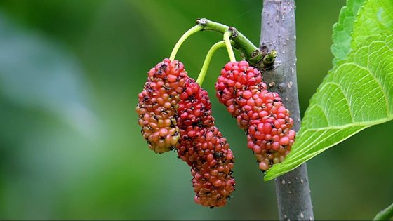 Mulberry Fruit Extract Anthocyanin Extract Powder Improving Reproductive Health