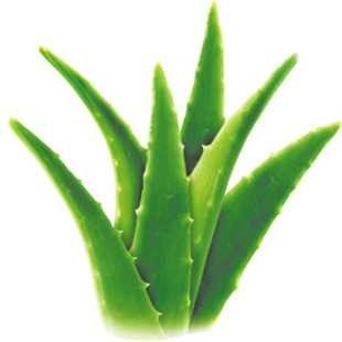 Custom Aloe Vera Powder For Face , 100:1 Aloe Barbadensis Leaf Juice Powder