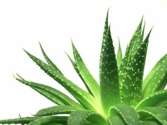 Custom Aloe Vera Powder For Face , 100:1 Aloe Barbadensis Leaf Juice Powder