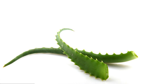 High Purity Aloe Vera Extract Powder 98% Aloin For Cosmetics And Shampoo