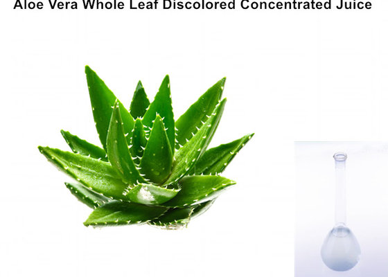 Off - White Ropy Liquid  Aloe Vera Extract Powder Whole Leaf Discolored Concentrated Juice
