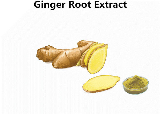 Water Soluble 1% Gingerols Ginger Root Extract Powder in Bulk for Drink and Supplements