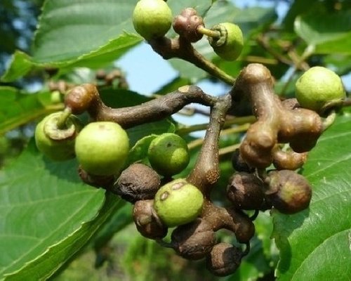 Semen Hoveniae Extract 4% Triterpenoids relieving alcoholism