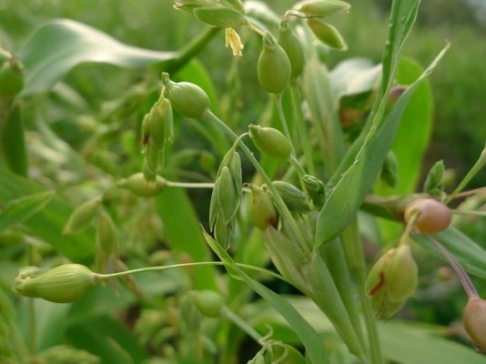 Semen Coicis Extract 0.5% Coixenolide removing acens