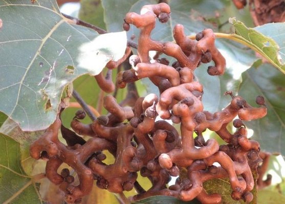 Semen Hoveniae Extract 4% Triterpenoids relieving alcoholism