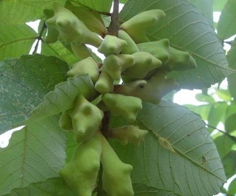 40% - 90% Ellagic Acid Powder , Health Food / Cosmetics Galla Chinensis Extract
