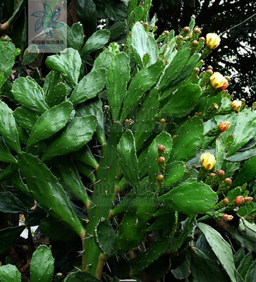Weight Loss Prickly Pear Cactus Extract Powder , Leaf And Stem Herbal Extraction Plant