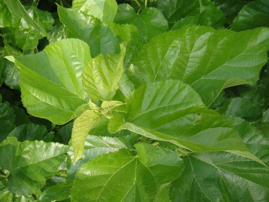 White Mulberry Leaf Extract Powder , Organic Mulberry Leaf Extract Weight Loss