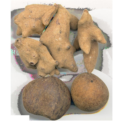 40% - 90% Ellagic Acid Powder , Health Food / Cosmetics Galla Chinensis Extract