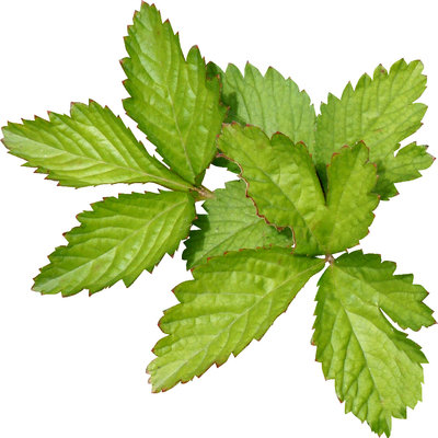 White Mulberry Leaf Extract Powder , Organic Mulberry Leaf Extract Weight Loss