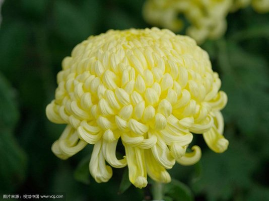 Chrysanthemum Natural Plant Extracts Powder 3% Flavonoids Curing Cold And Headache
