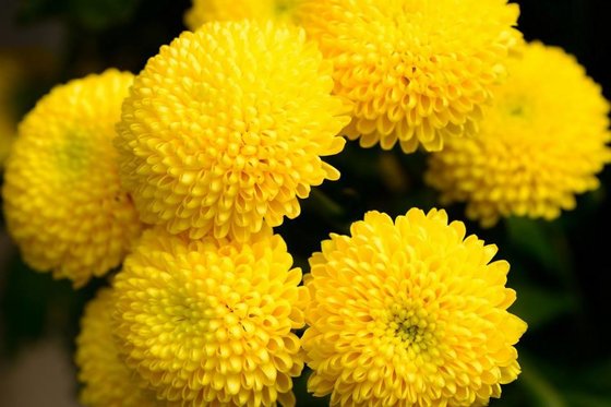 Brown Fine Chrysanthemum Tea Powder , Chrysanthemum Flower Extract Anti - Hypoxia