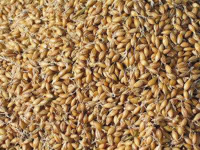 Bulk Malt Extract Plant Polysaccharides Food Grade For Natural Food Additives