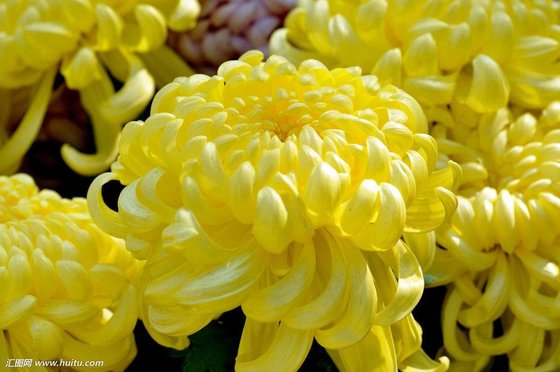Brown Fine Chrysanthemum Tea Powder , Chrysanthemum Flower Extract Anti - Hypoxia