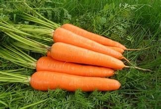 Carrot Extract Vegetable Based Food Coloring, 10% Beta Carotene Organic Food Coloring Powder