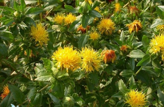 Safflower Natural Plant Extracts 4% Powder Carthamin Preventing Atherosclerosis