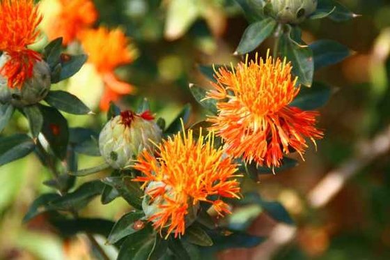 Safflower Natural Plant Extracts 4% Powder Carthamin Preventing Atherosclerosis