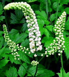 Pure Black Cohosh Root Extract For Menopause , Dark Brown Powder Natural Botanical Extracts