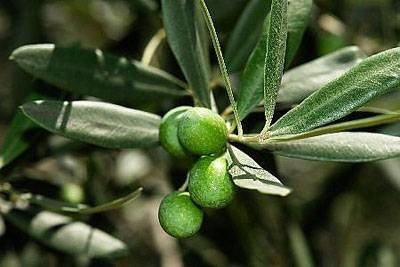 Natural Olive Leaf Extract For Kids , Organic Olive Leaf Extract Blood Pressure