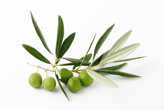 Natural Olive Leaf Extract For Kids , Organic Olive Leaf Extract Blood Pressure