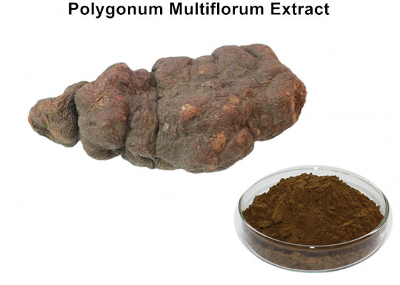 Polygonum Multiflorum Natural Plant Extracts With 5% Total Anthraquinones