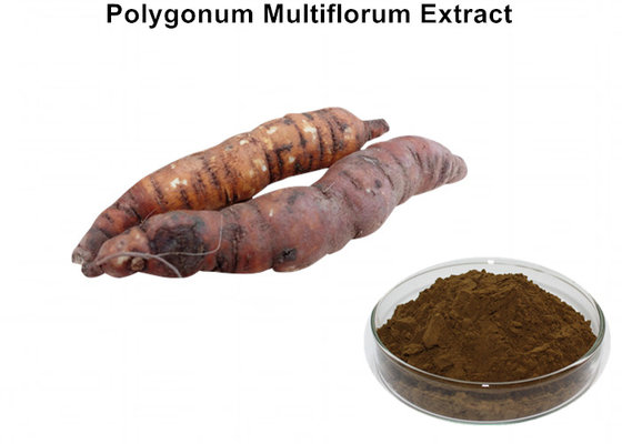 Polygonum Multiflorum Natural Plant Extracts With 5% Total Anthraquinones