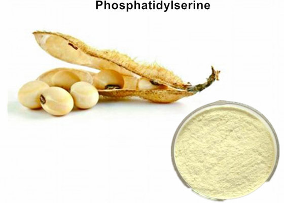 Enhancing Memory Organic Plant Protein Powder , Soya Bean Extract 10% Phosphatidylserine Enhancing Memory