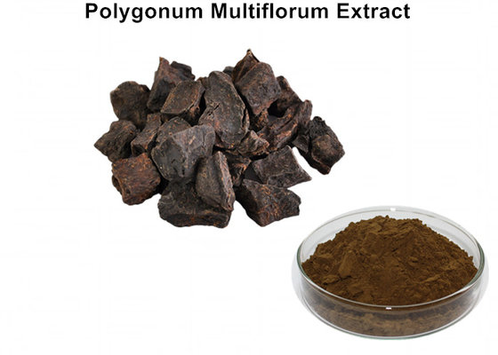 Polygonum Multiflorum Natural Plant Extracts With 5% Total Anthraquinones